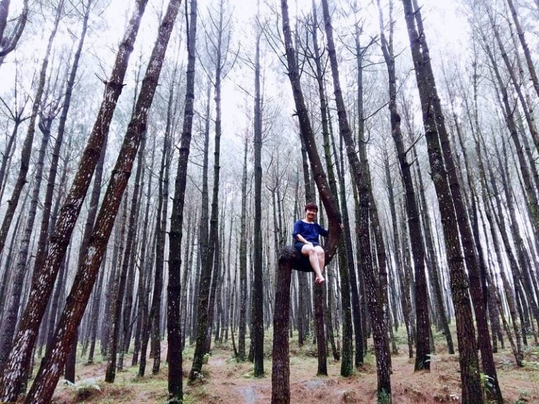 8 Rekomendasi Wisata Hutan Pinus Terbaik dan Populer di Indonesia