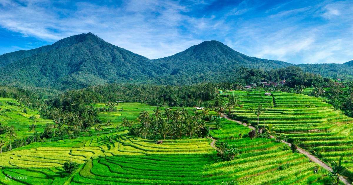 6 Wisata Tengah Sawah Terindah di Indonesia, Foto Jadi Estetik