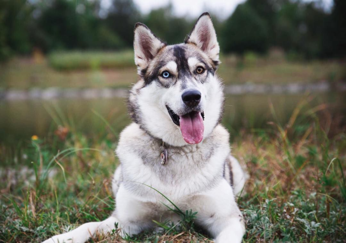Jenis Anjing Peliharaan yang Terkenal Lucu dan Menggemaskan