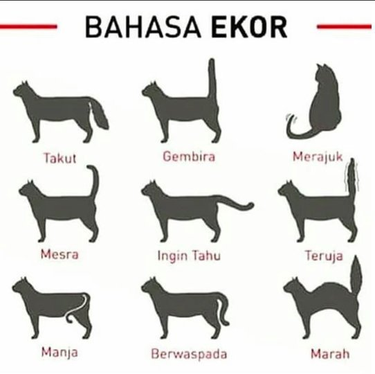 Mengenali Emosi dan Bahasa Kucing dari Gerakan Ekornya