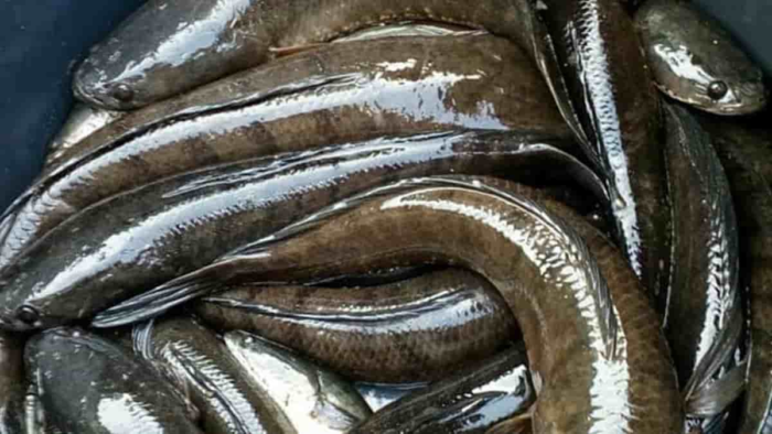 Cara Budidaya Ikan Gabus di Kolam Rumahan, 100% Panen