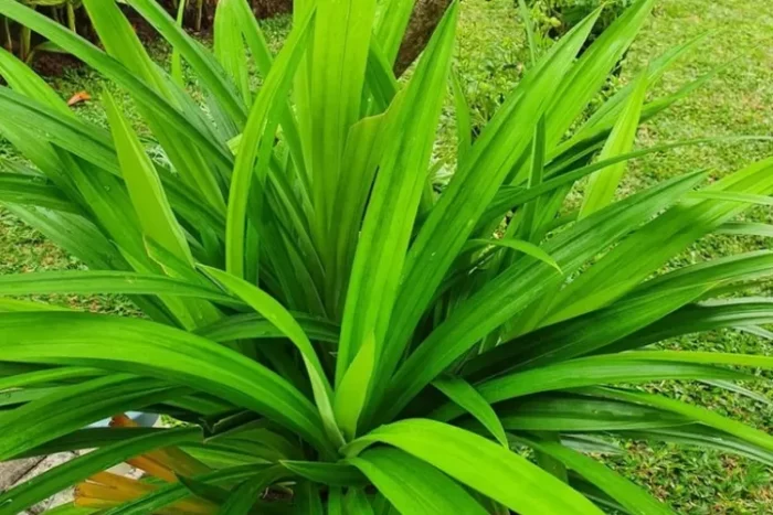 3 Cara Mudah Membuat Kerajinan Dari Daun Pandan - Creative Blog And Tips