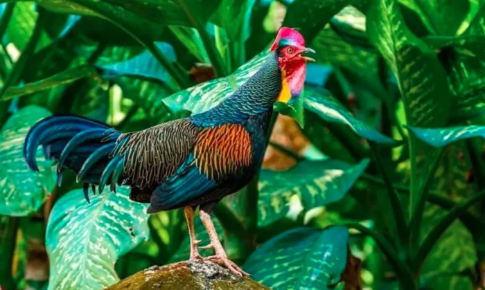 Inilah Daftar Ayam Hias Termahal yang Pernah Ada