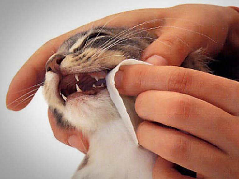 Inilah Cara Mengetahui Umur Kucing dengan Baik dan Benar