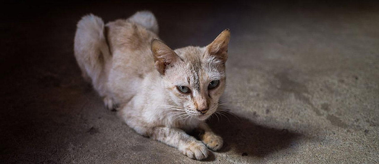 Inilah Ciri-Ciri Kucing Mau Mati yang Harus Diwaspadai