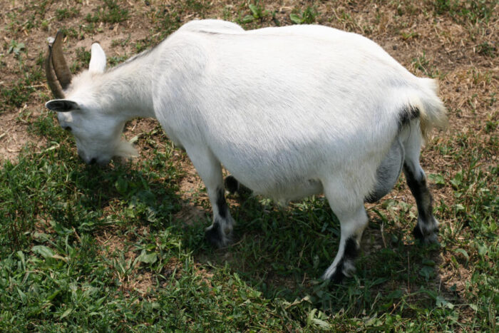 Ciri-Ciri Kambing Hamil dan Perawatannya