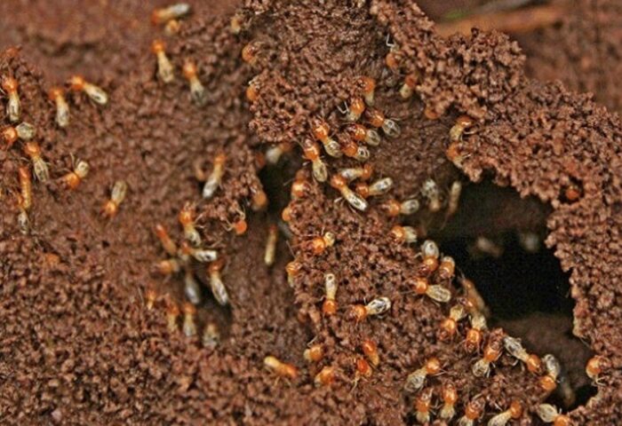 Cara Ampuh Membasmi Rayap Tanah yang Ada pada Tanaman